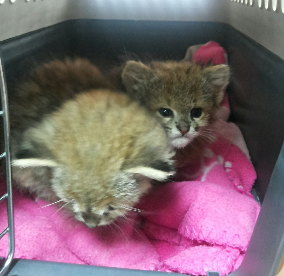 SAG rescató a dos crías de gato Colocolo en Los Andes – Radio Festival