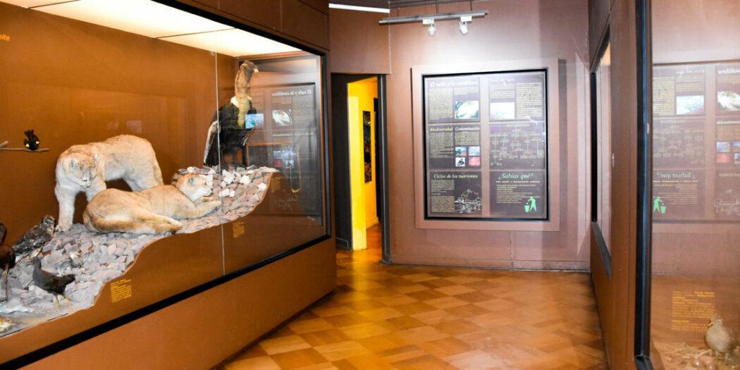 Museo Fonck tendrá nueva iluminación y sonificación en sus salas de ...
