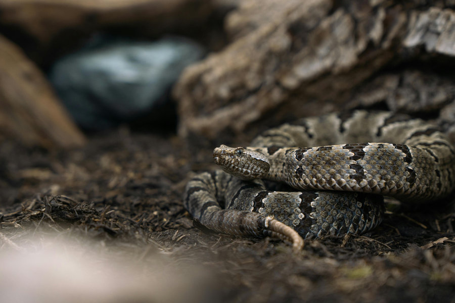 Serpiente cascabel en San Antonio: riesgos para la salud y qué hacer ...